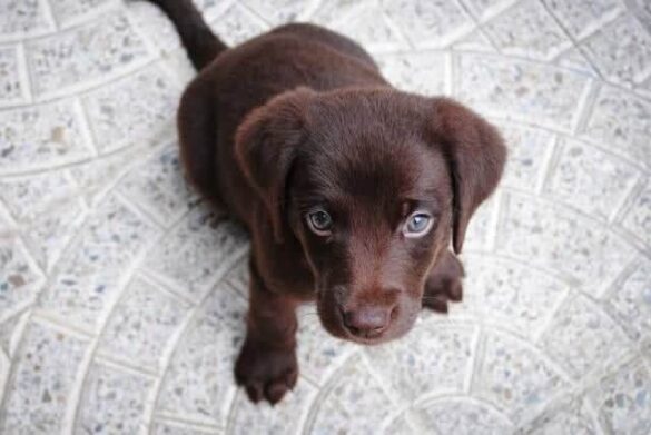 Top 6 Family-Friendly Dog Breeds for Kids to Consider